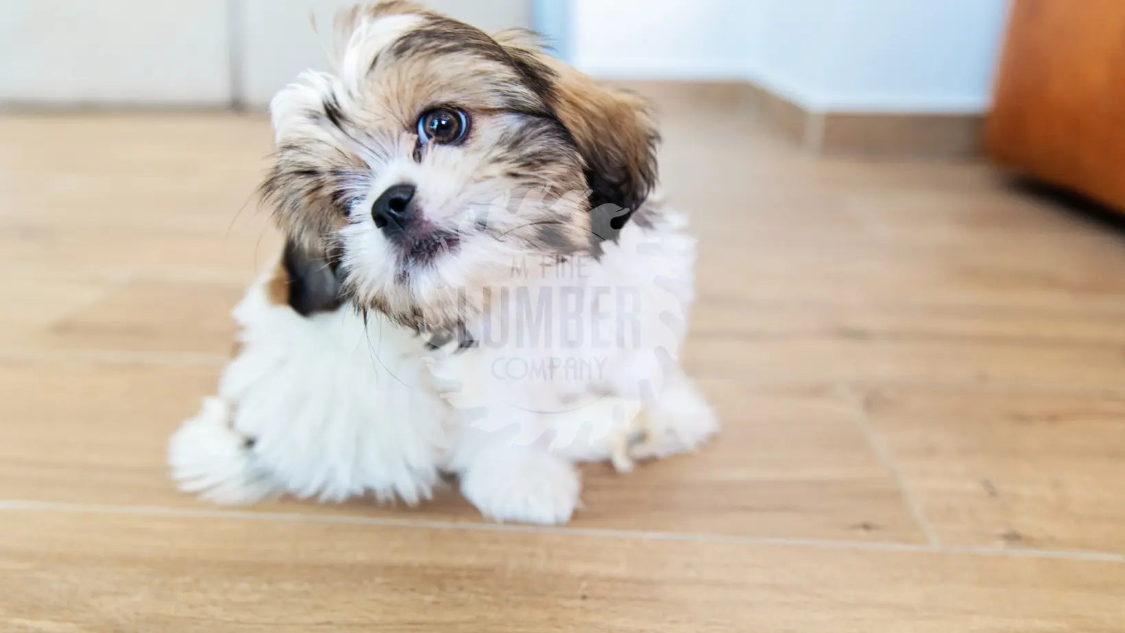 Essential Guidelines for Repairing Wood Flooring Damage Caused by Dogs ...